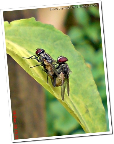 House Fly ( Musca domestica ) Mating – Lalat Rumah Kawin